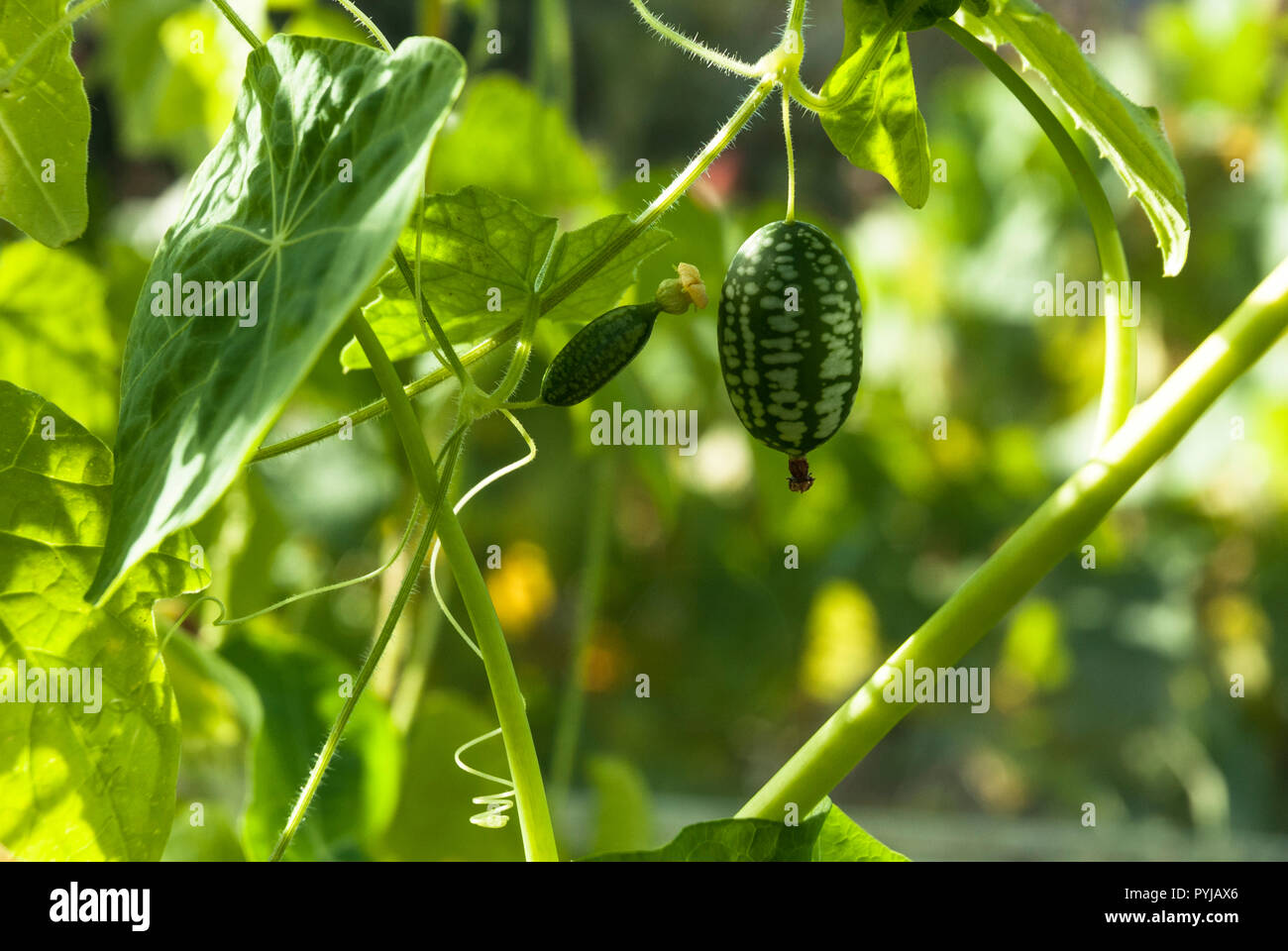 Tiny cucamelons with small yellow flower growing (melothria scabra ...