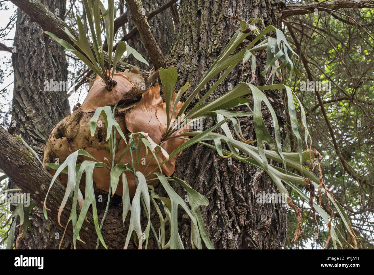 Stag horn australia hi-res stock photography and images - Alamy