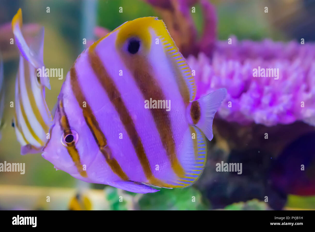 The marine fish are color of the sea Stock Photo - Alamy