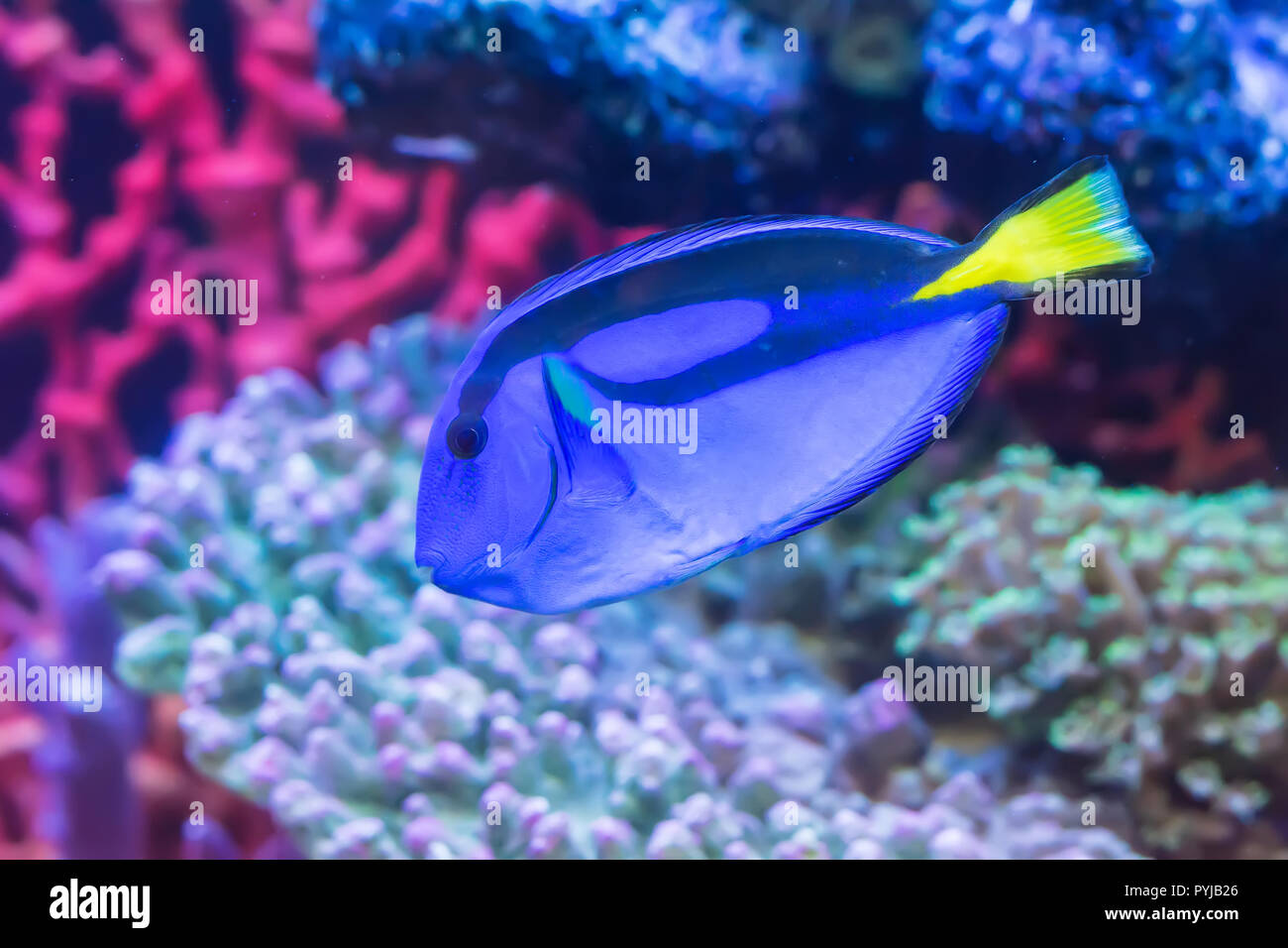 The marine fish are color of the sea Stock Photo - Alamy