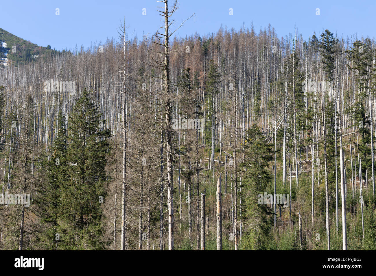 Dead trees in a forest Stock Photo - Alamy