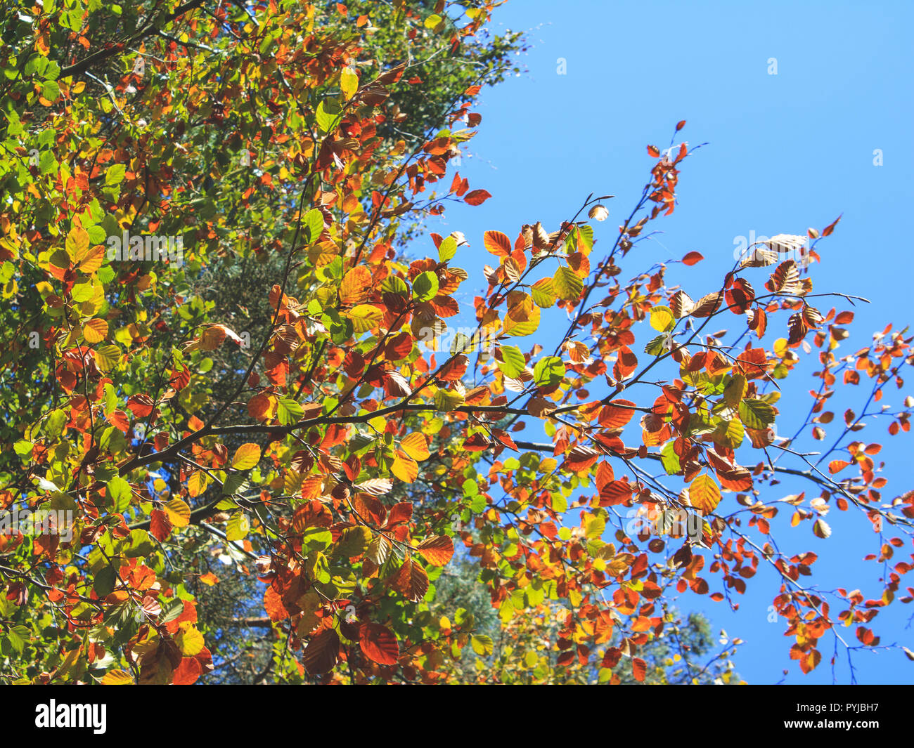 Tree leaves autumn hi-res stock photography and images - Alamy
