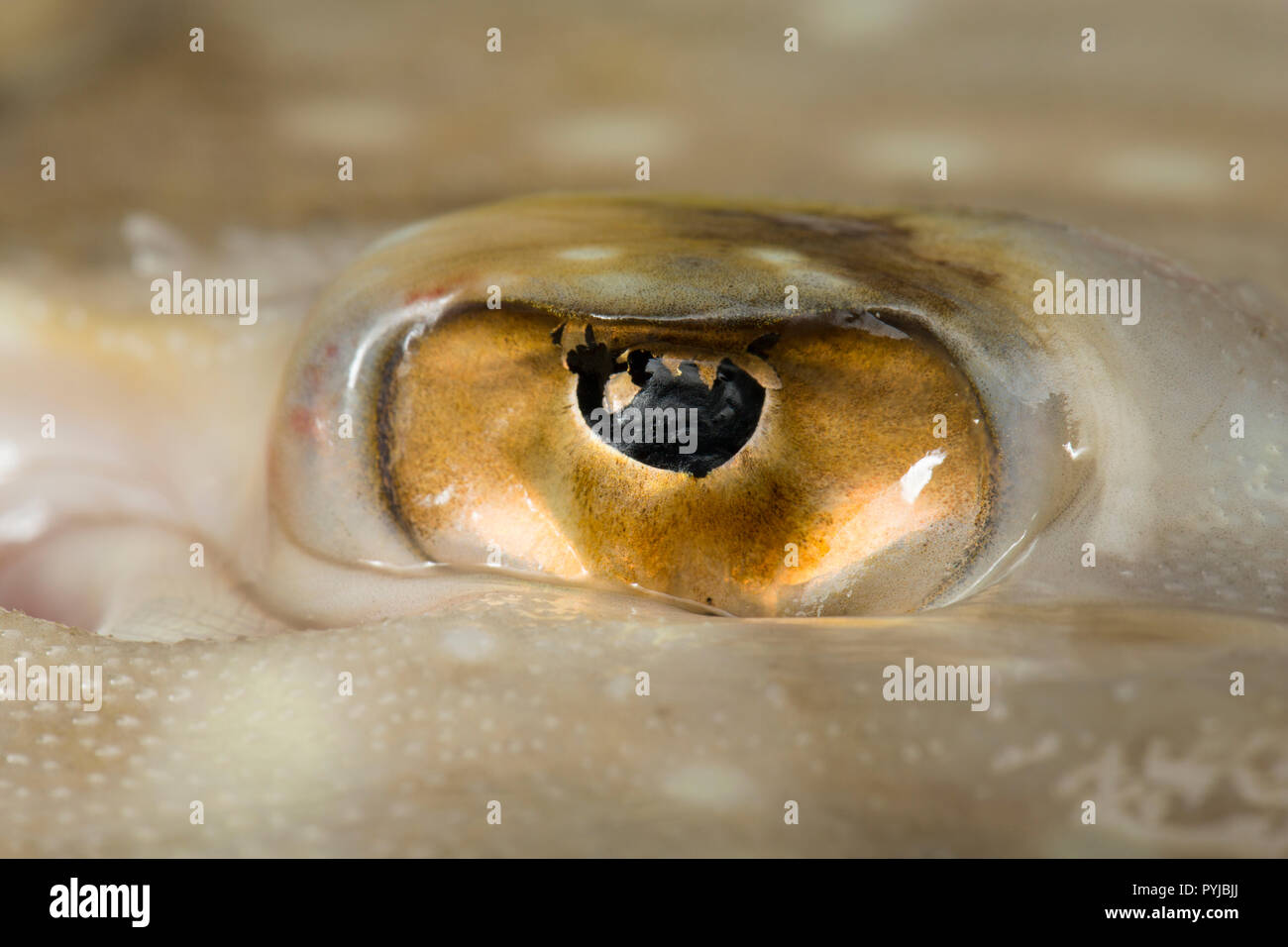 A close up of the eye of an undulate ray, Raja undulata. Dorset England ...