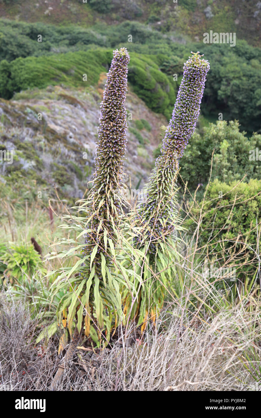Native plant of madeira hi-res stock photography and images - Alamy