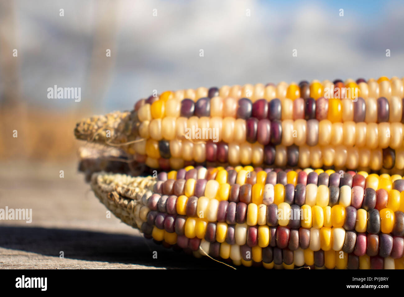 Cob close hi-res stock photography and images - Alamy