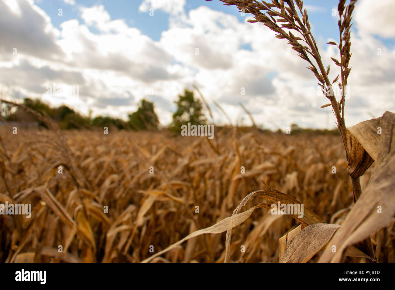 corn from above with the subject to the right Stock Photo - Alamy