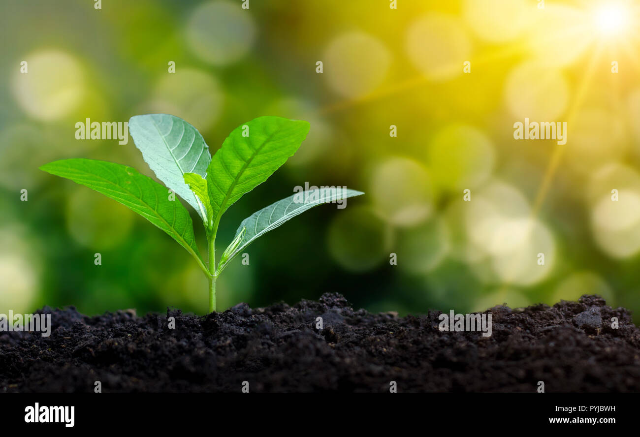 Planting seedlings young plant in the morning light on nature ...