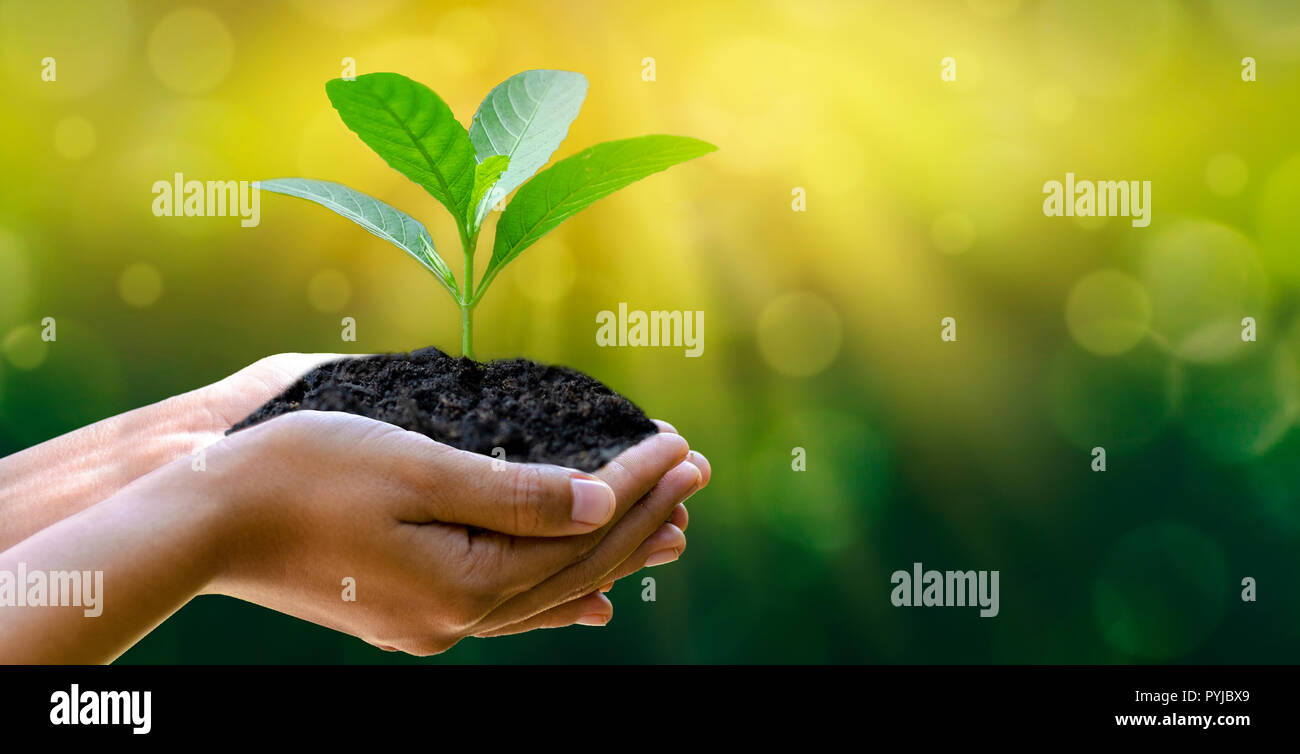 environment Earth Day In the hands of trees growing seedlings. Bokeh ...