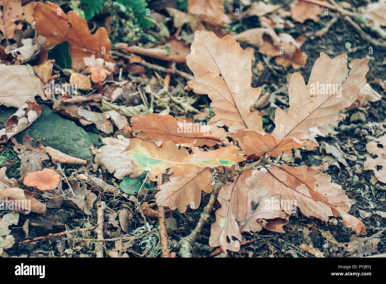 Scattered leaf pattern hi-res stock photography and images - Alamy