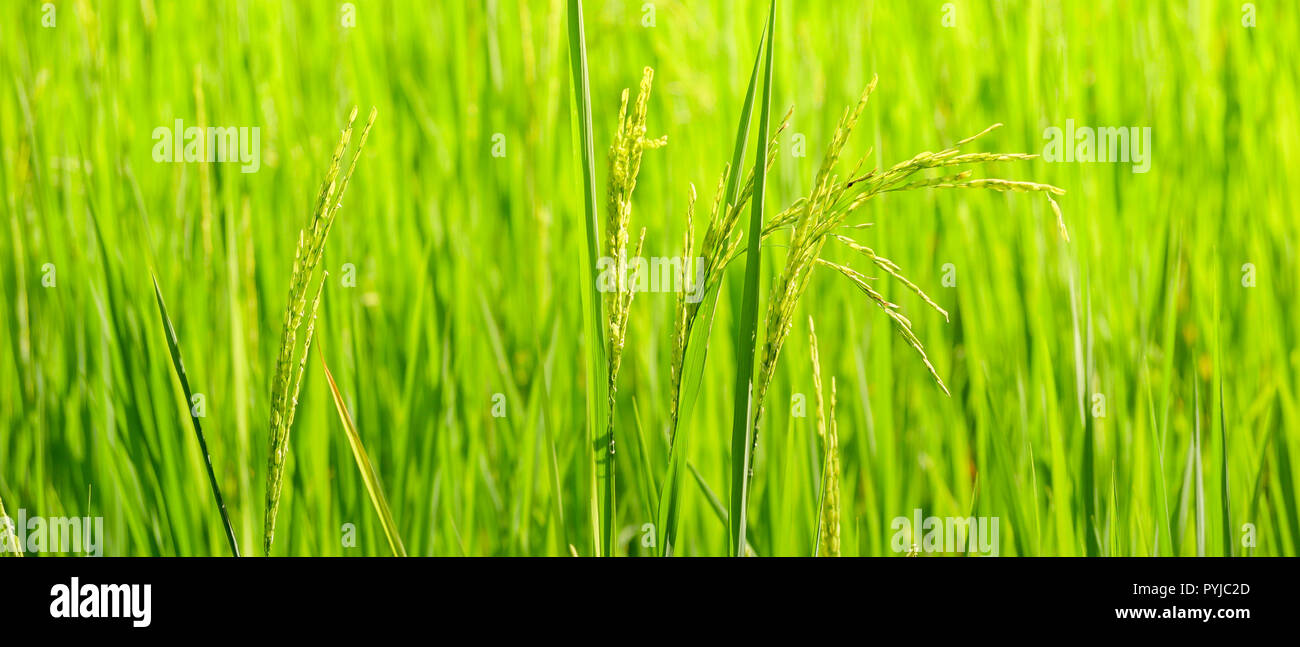 Green ear of rice in paddy rice field Stock Photo - Alamy