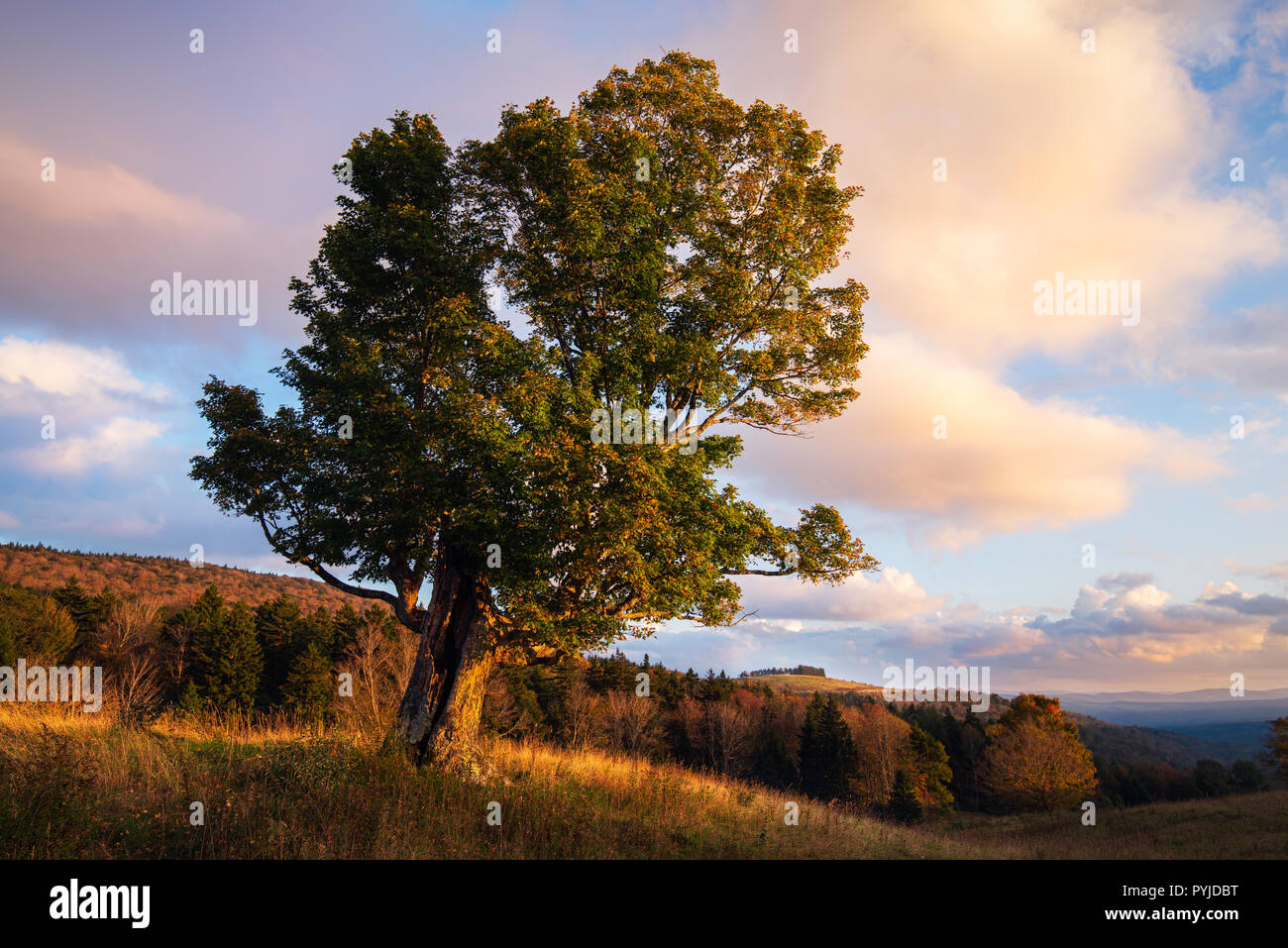 A lone maple stands at the edge of a high mountain meadow adjoining the ...