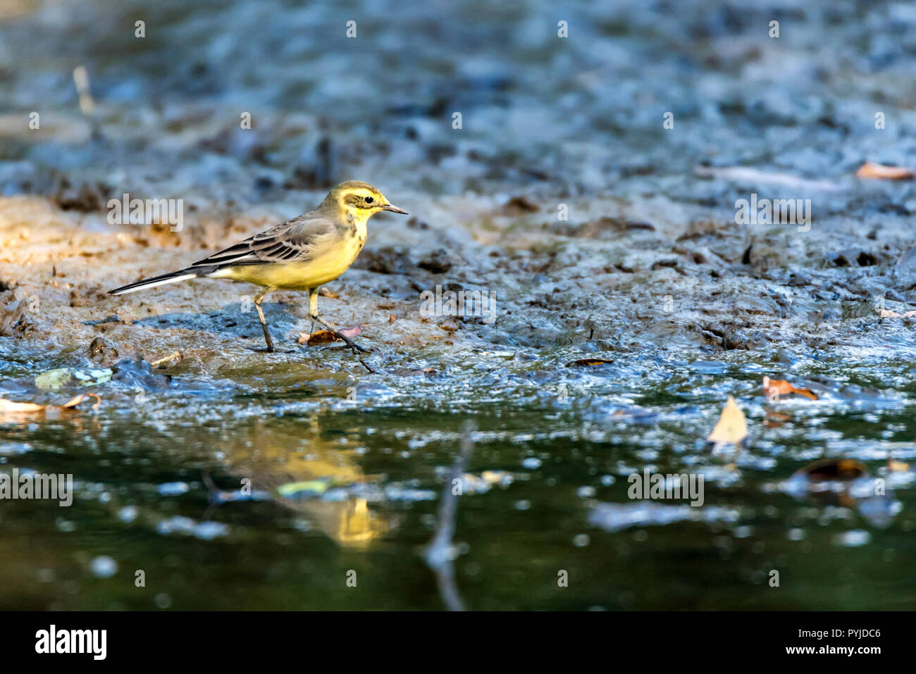 Western Yellow Wagtail or Motacilla flava near water Stock Photo - Alamy