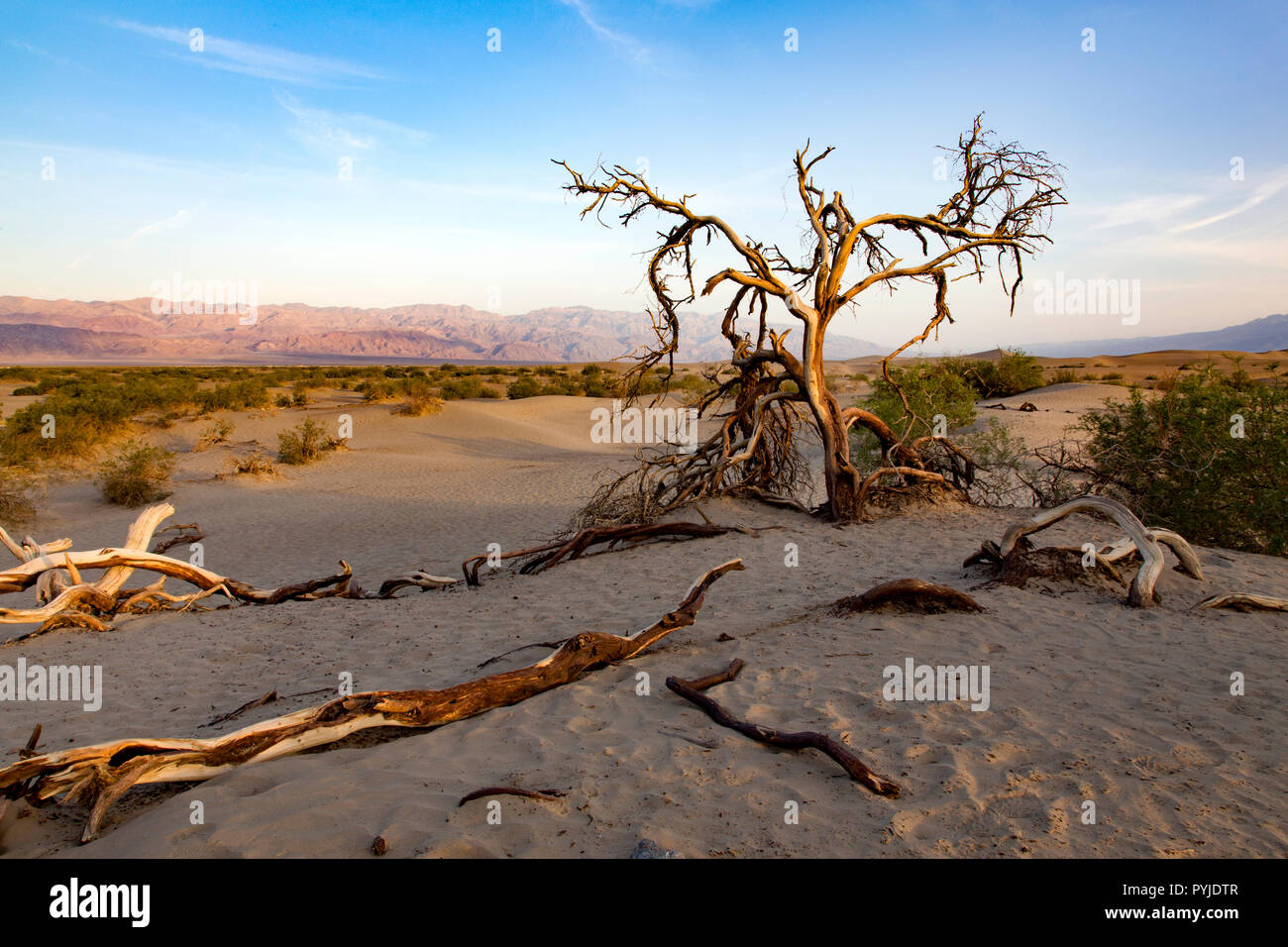 Tree in Death valley Stock Photo - Alamy