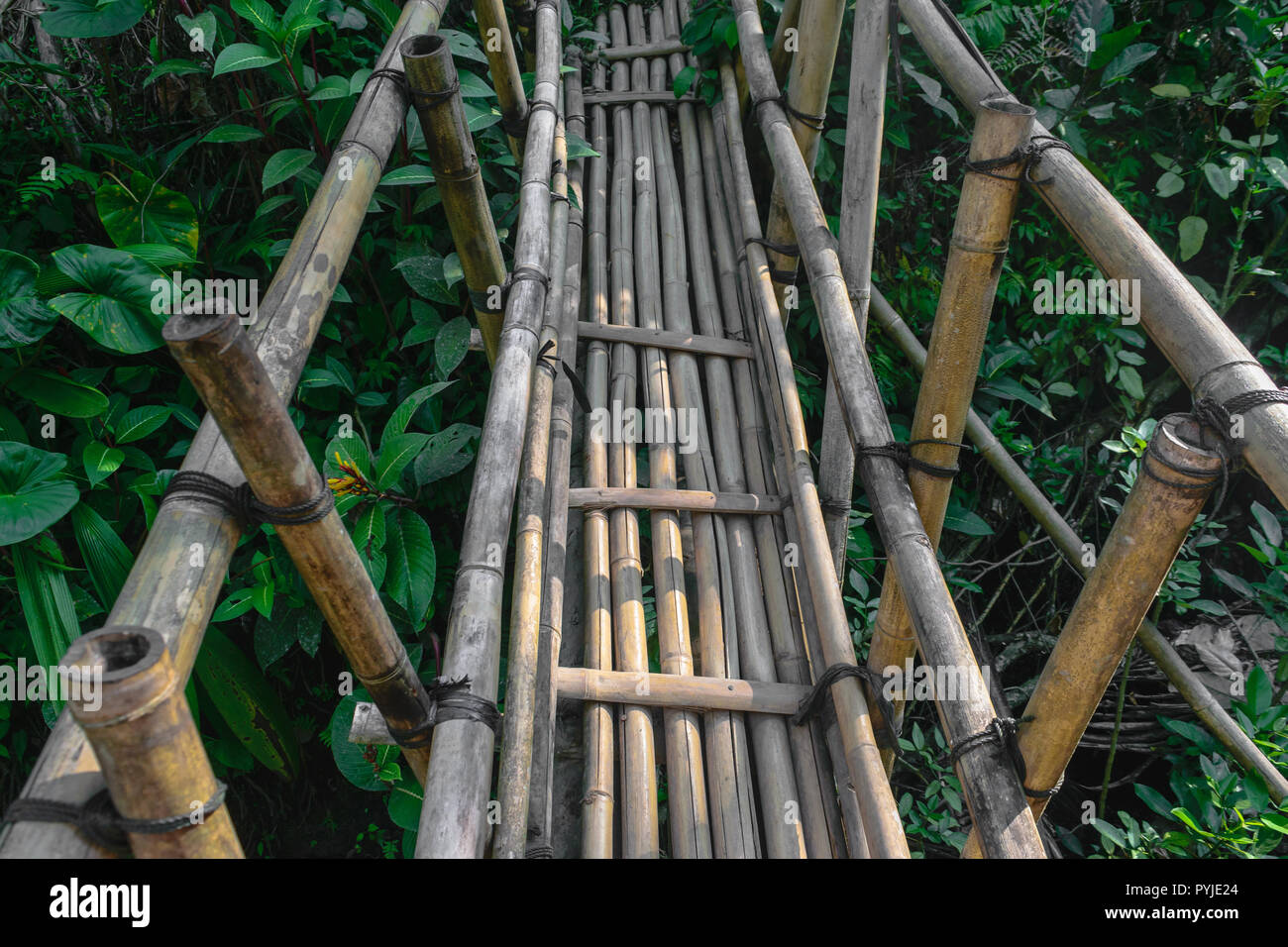 Old bamboo bridge in the middle of rainforest in Bali island, Indonesia ...