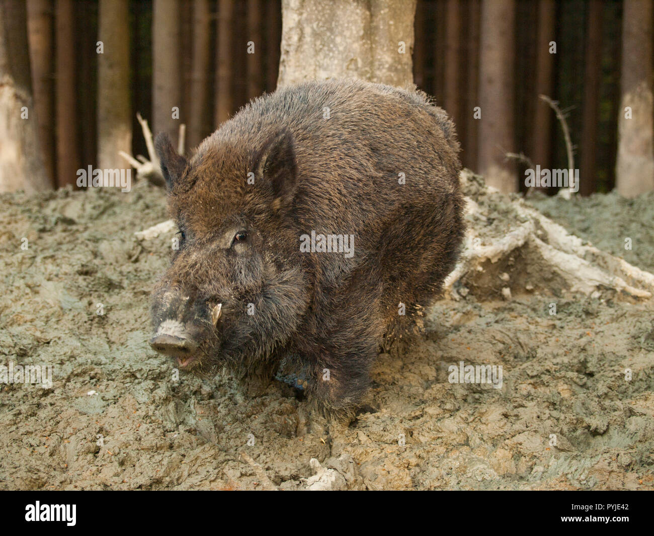 European boar hi-res stock photography and images - Alamy