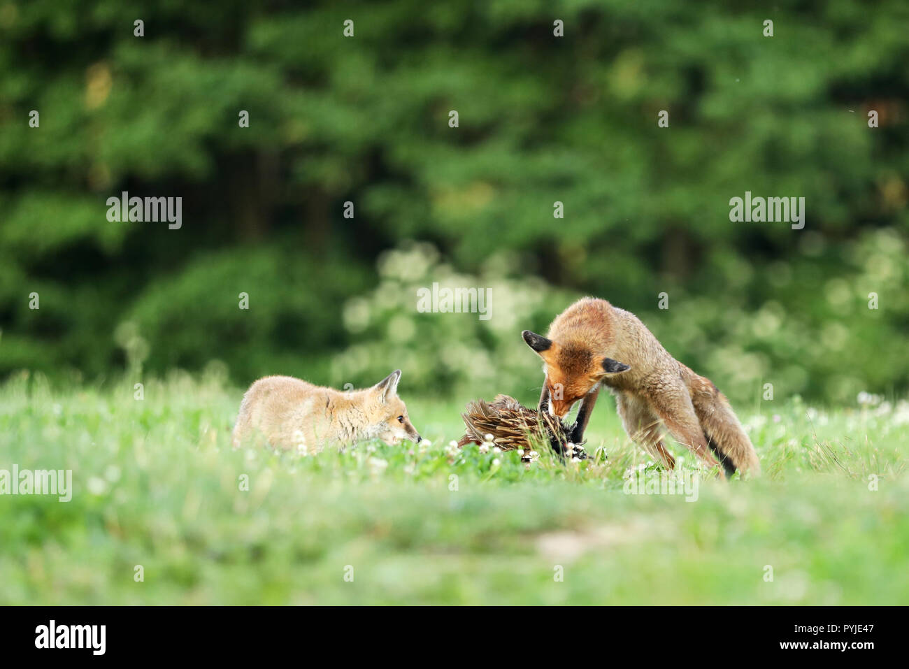 Red foxes with catch bird on meadow in early morning - Vulpes vulpes ...