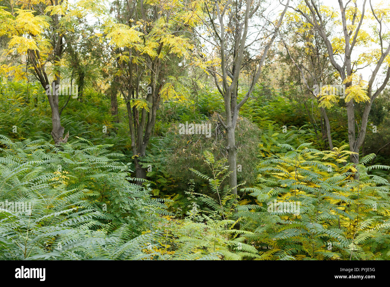 Autumn in a forest, green ana yellow colors Stock Photo - Alamy