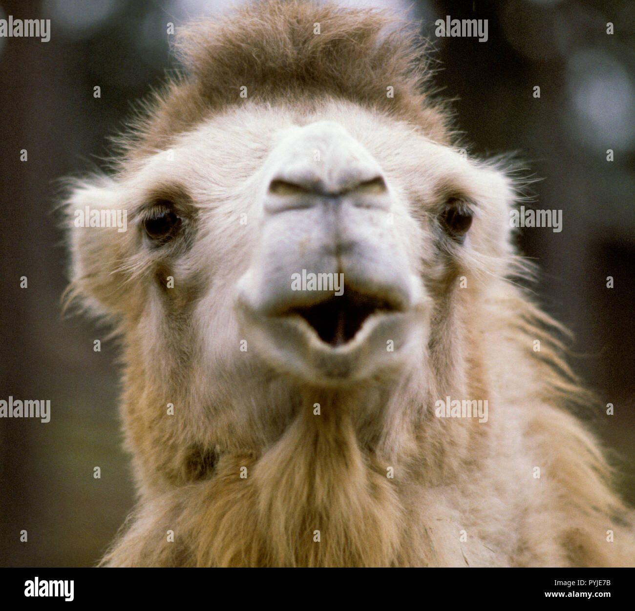 Portrait outdoor hi-res stock photography and images - Alamy