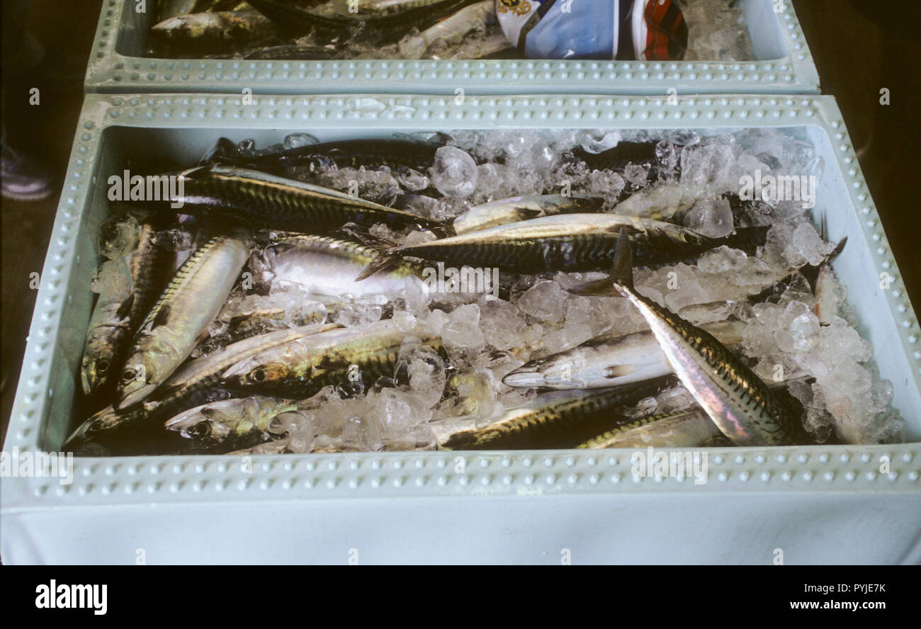 MACKEREL in blue box at fish auction at Smögen Stock Photo - Alamy