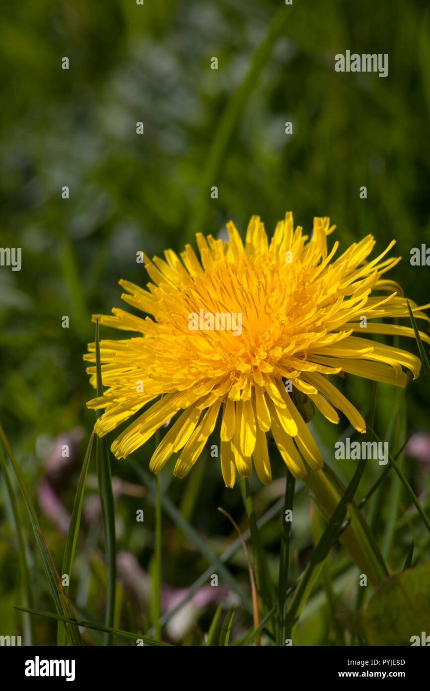 Yellow flowering dandelion growing in grassland Stock Photo - Alamy