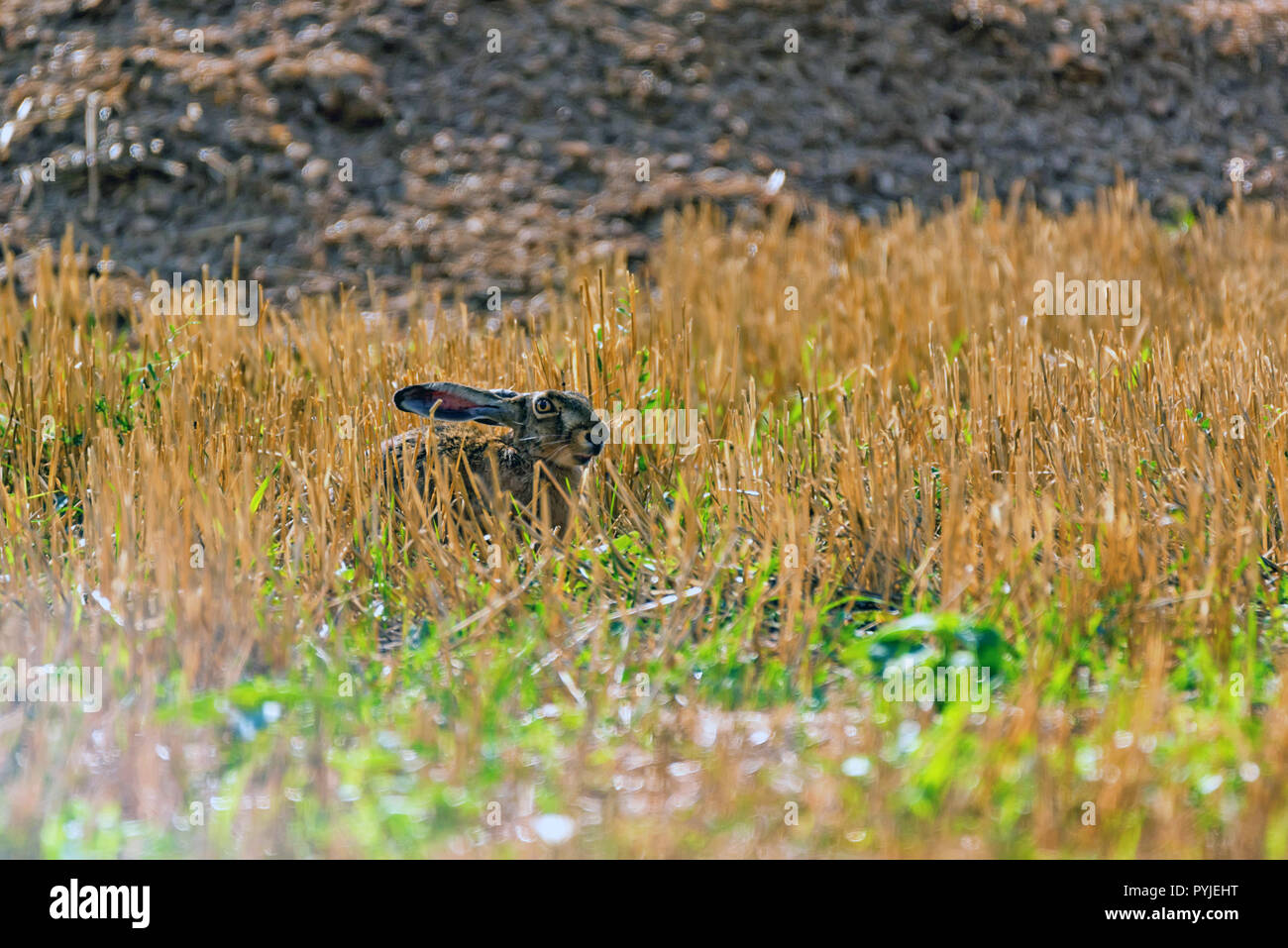 Hare territory hi-res stock photography and images - Alamy