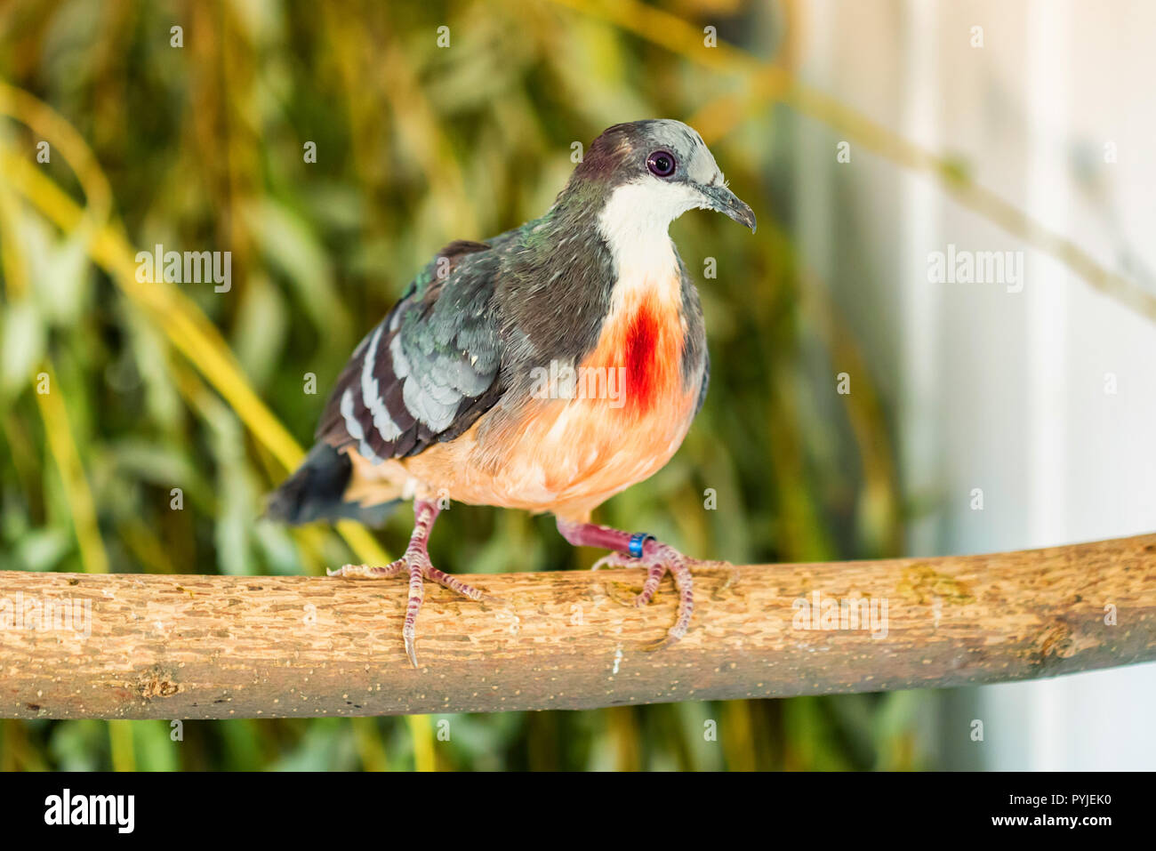 Bleeding Heart Pigeon