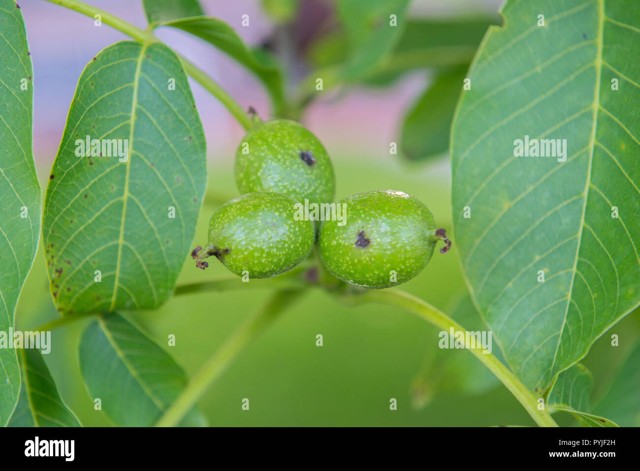 Young green wallnuts hanging from a tree Stock Photo - Alamy