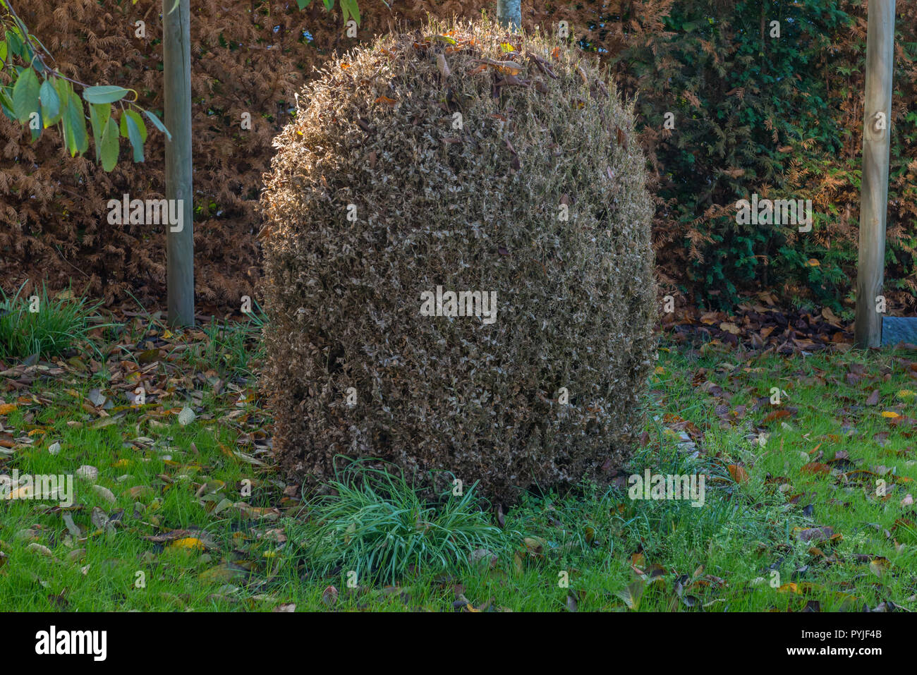 Buxus plants in garden damaged by box tree moths Cydalima perspectalis ...