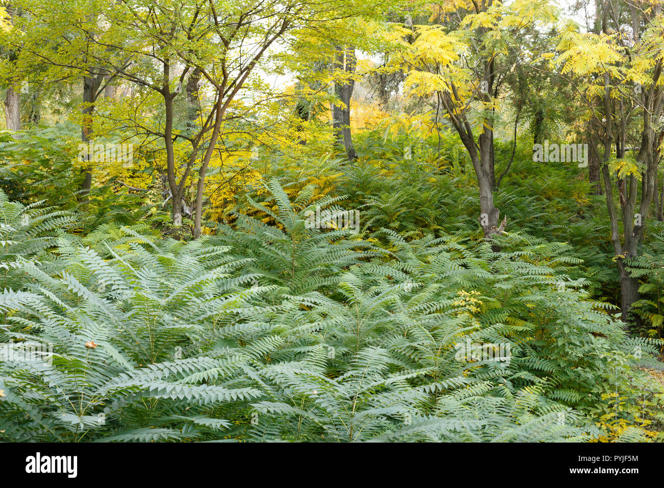 Ana tree forest hi-res stock photography and images - Alamy