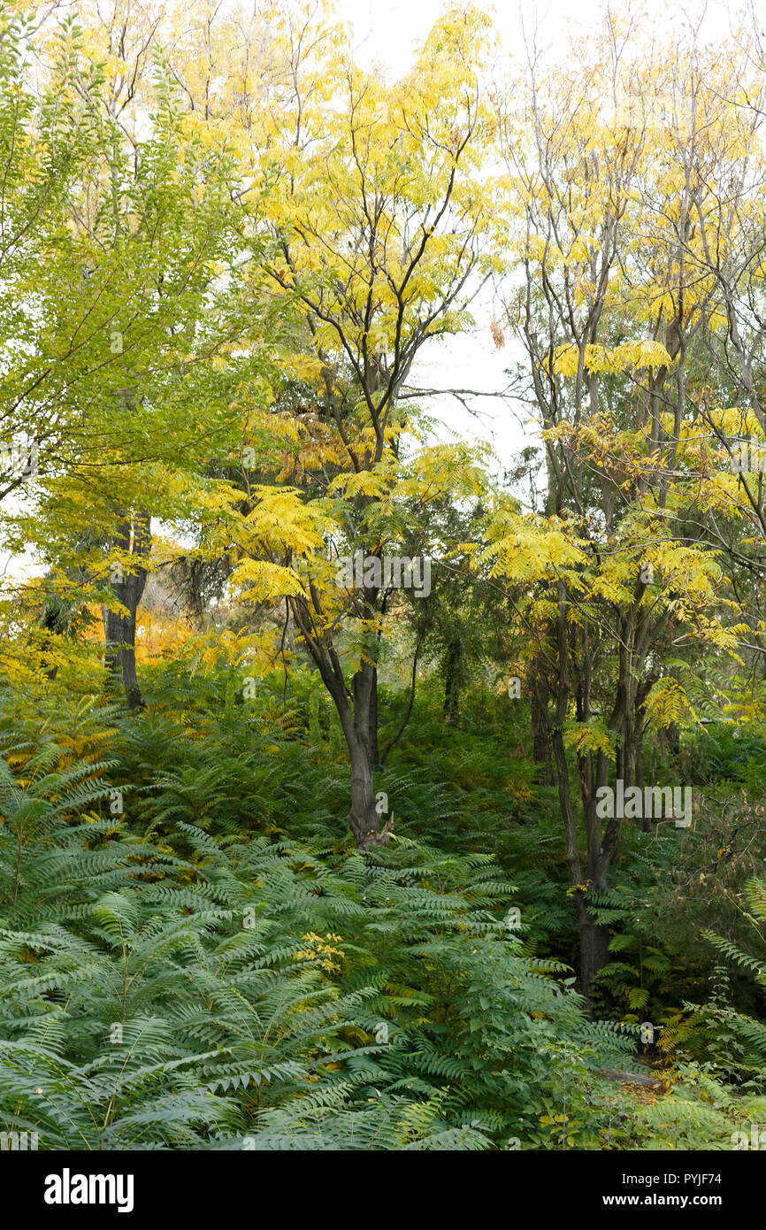 Ana tree forest hi-res stock photography and images - Alamy