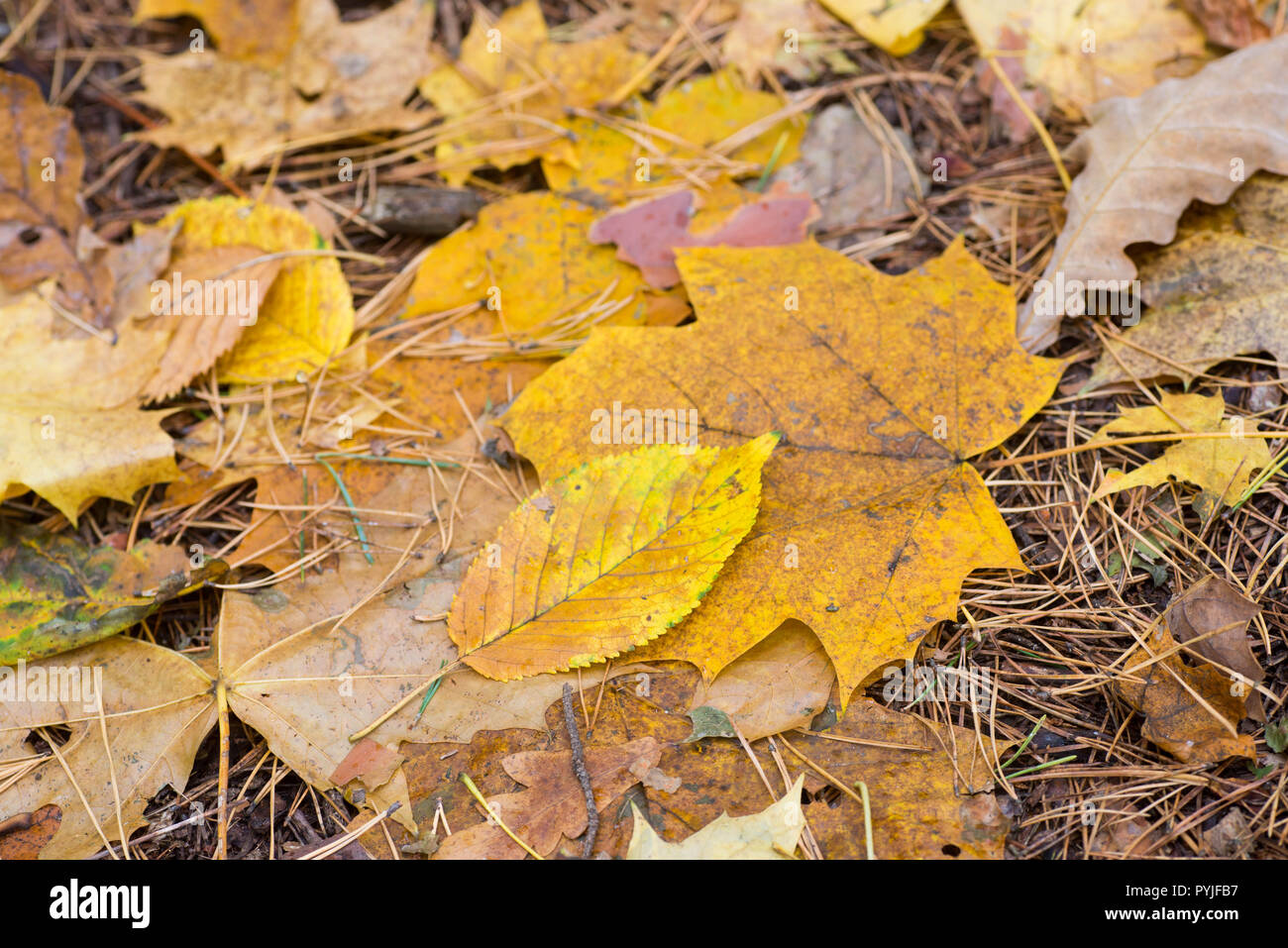 Fallen forest hi-res stock photography and images - Alamy
