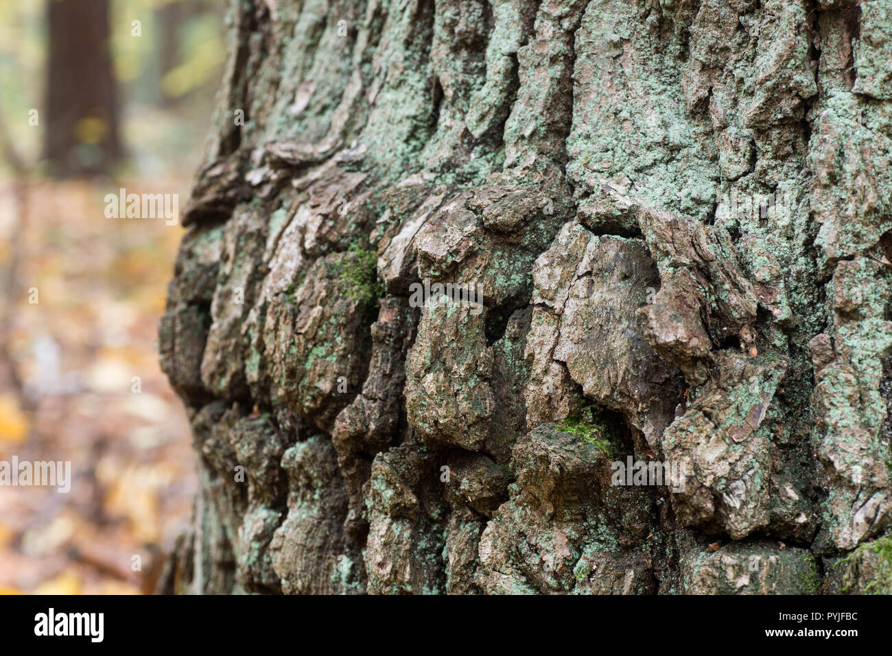 old oak tree trunk macro Stock Photo - Alamy