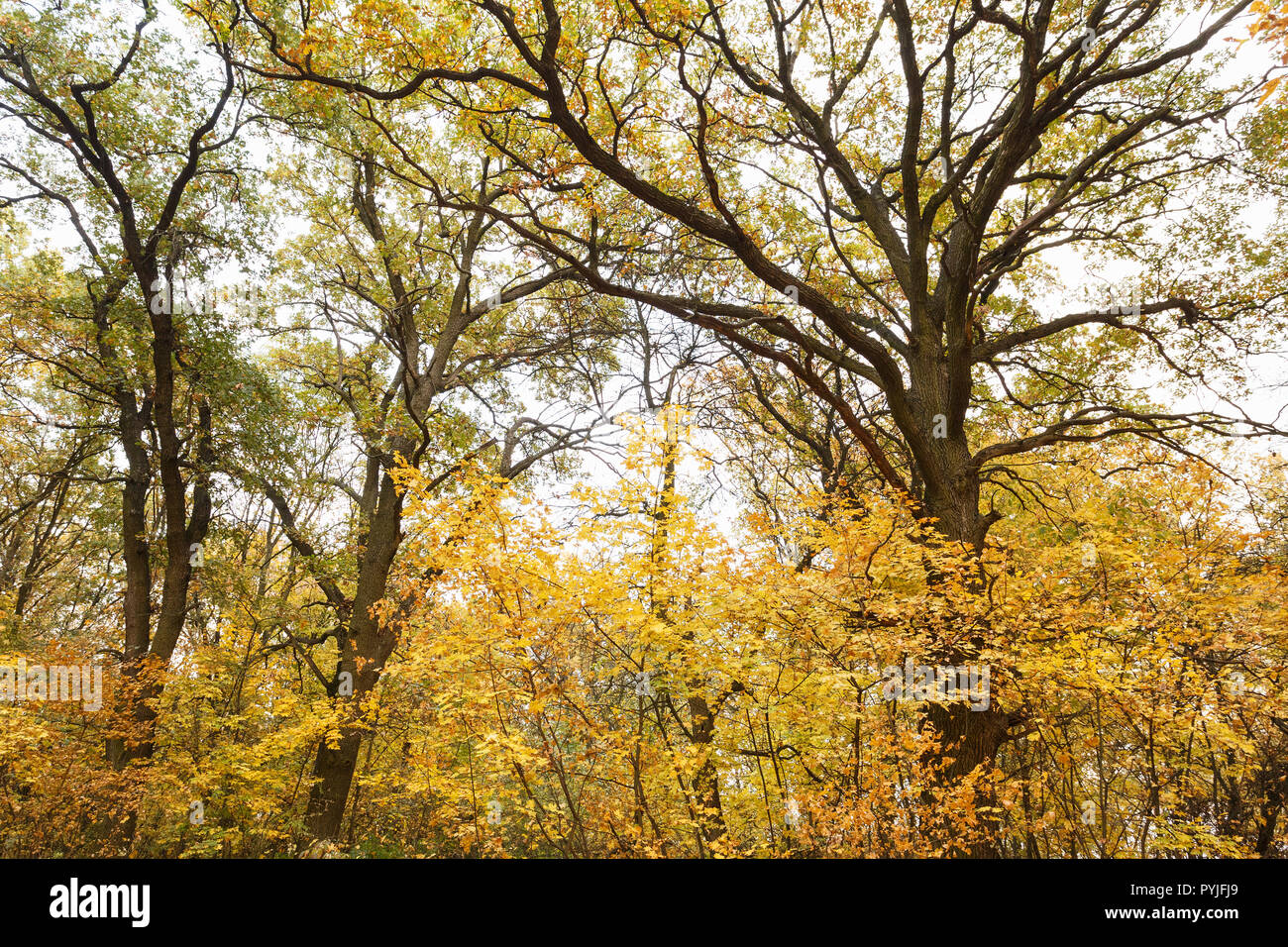 Tree tree crown hi-res stock photography and images - Alamy