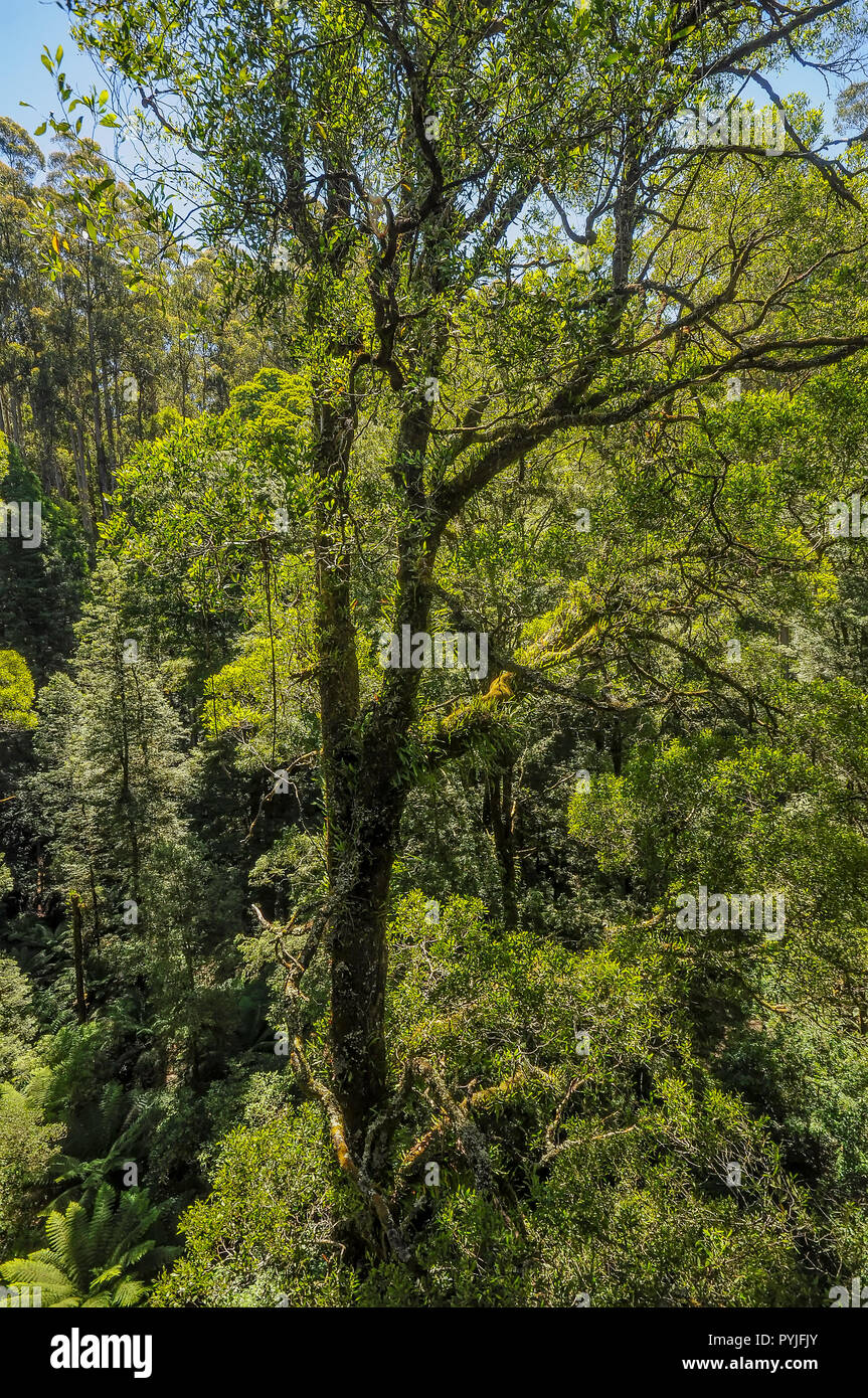 Otway tree top walk hi-res stock photography and images - Alamy