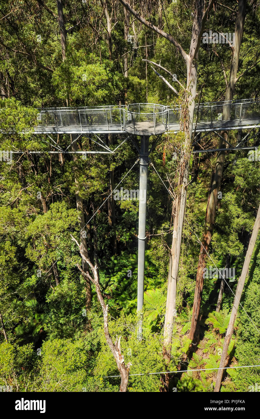 Great Otway National Park. Otway fly tree top walk. Walk among the tops ...