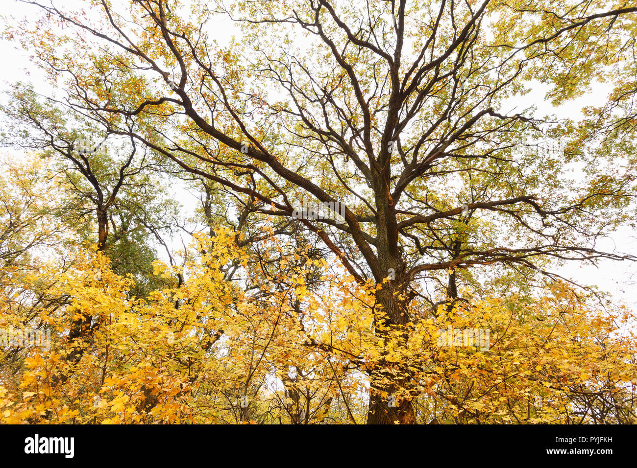 Tree tree crown hi-res stock photography and images - Alamy