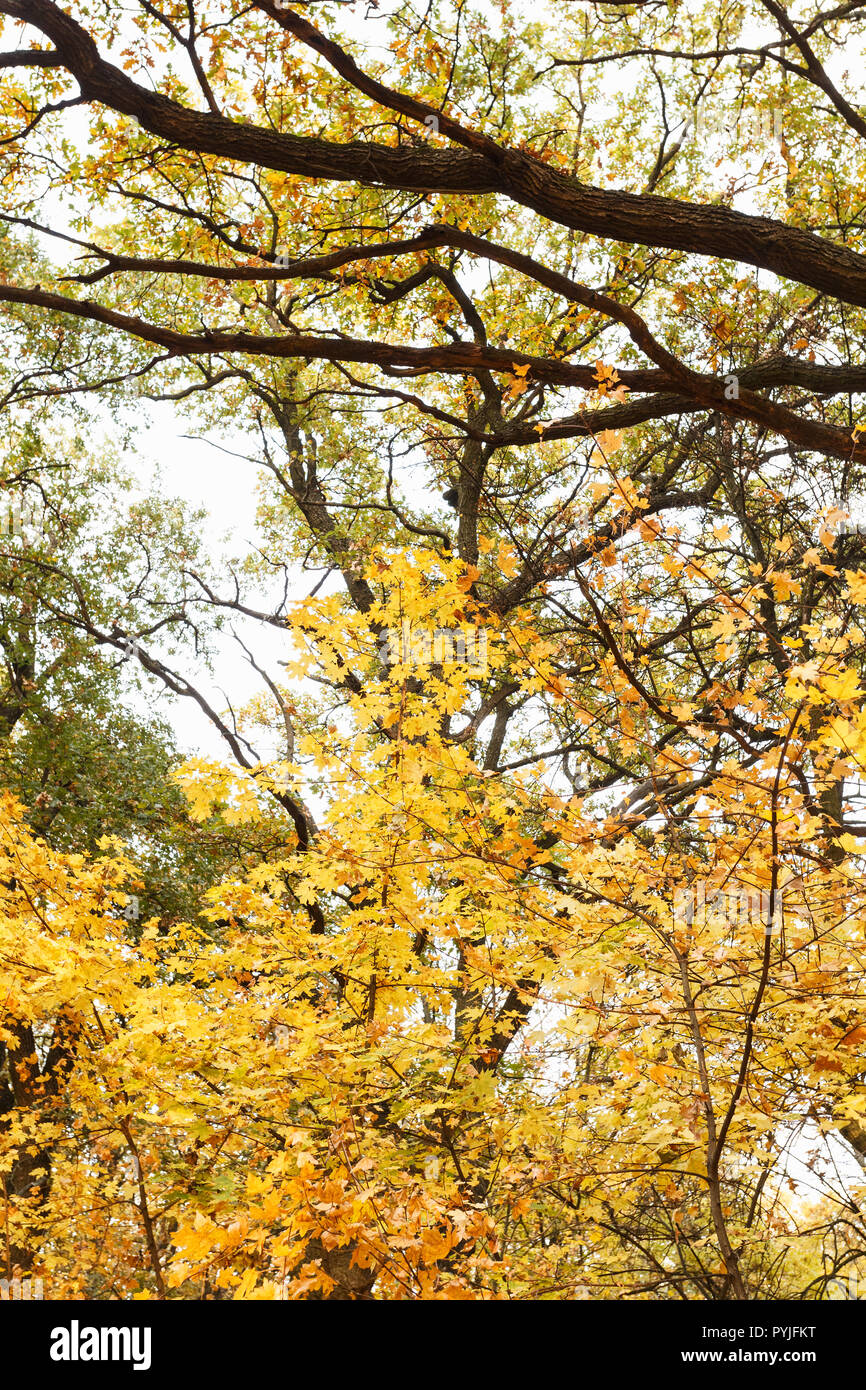 Tree tree crown hi-res stock photography and images - Alamy