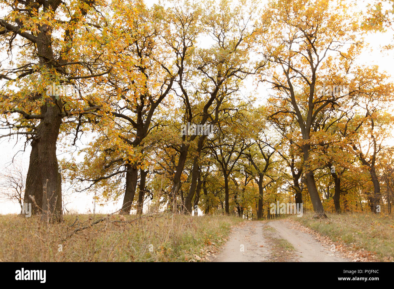 Oak grove hi-res stock photography and images - Alamy