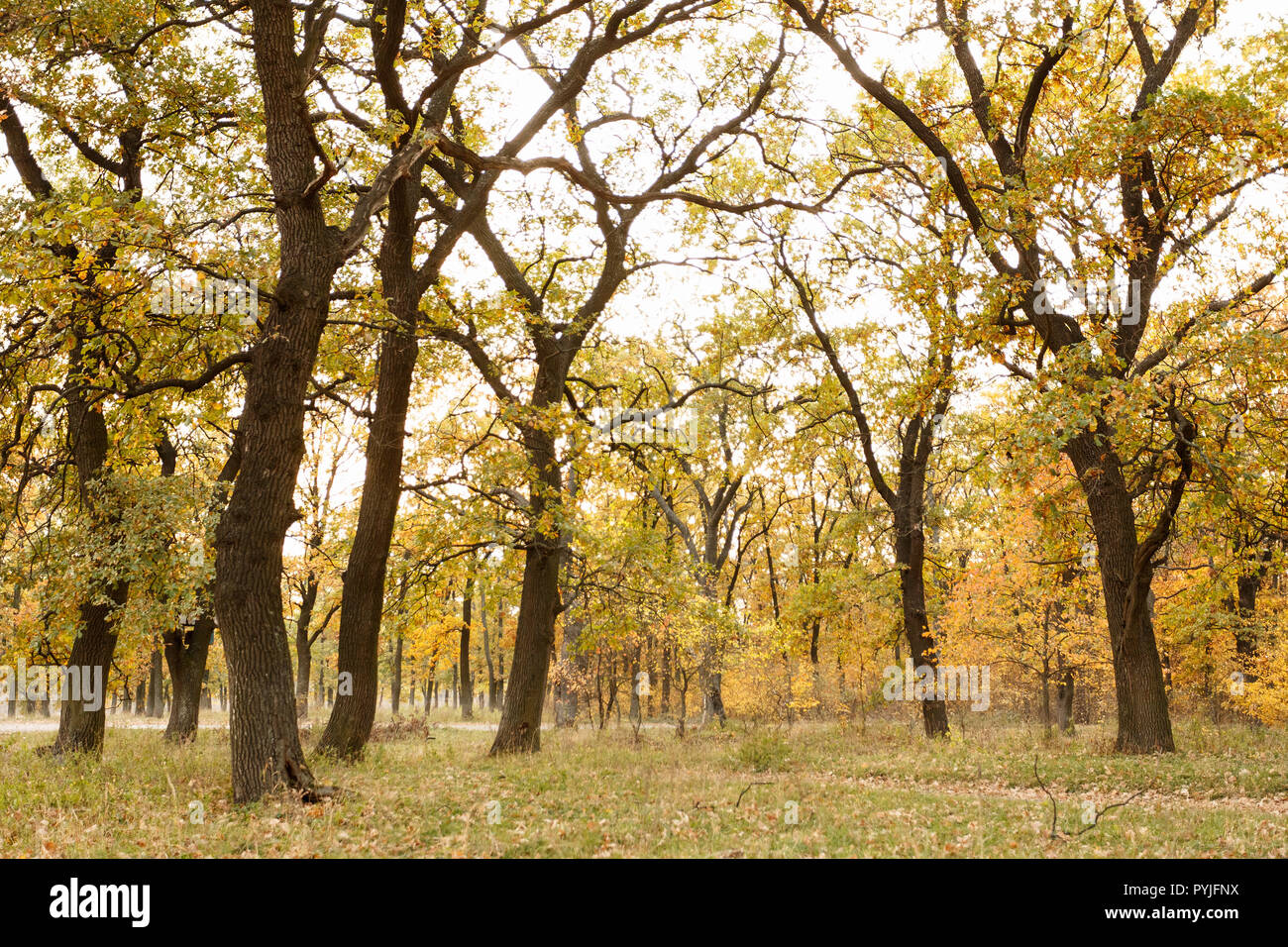 Oak grove hi-res stock photography and images - Alamy