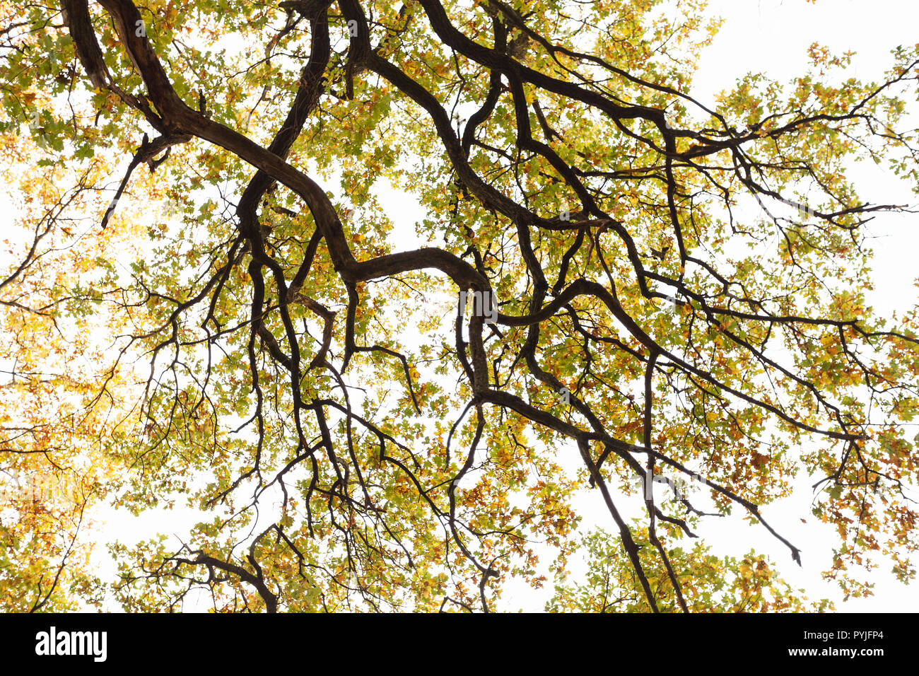 Light colored crown hi-res stock photography and images - Alamy