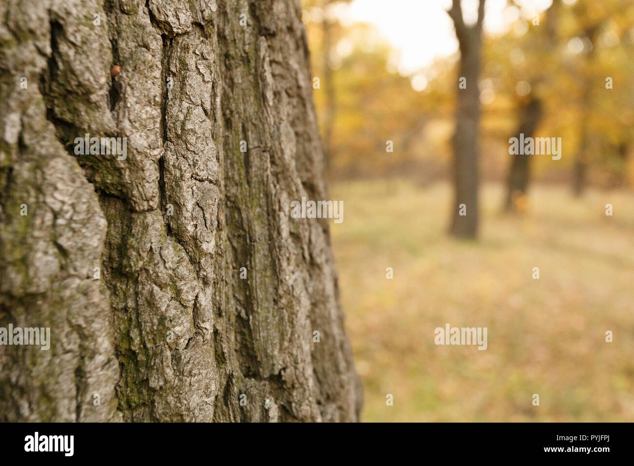 Oak trunk hi-res stock photography and images - Alamy