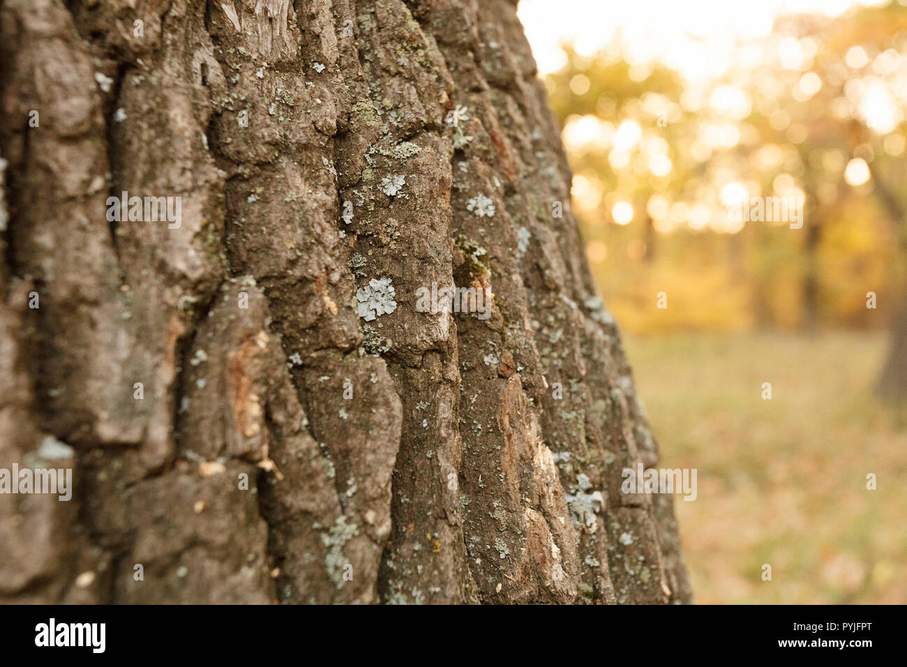 Oak trunk hi-res stock photography and images - Alamy