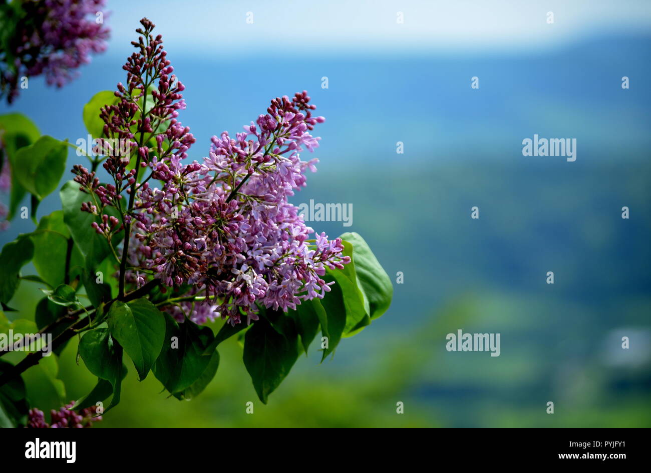 Lilac flower in front of a landscape with hills and forests Stock Photo ...