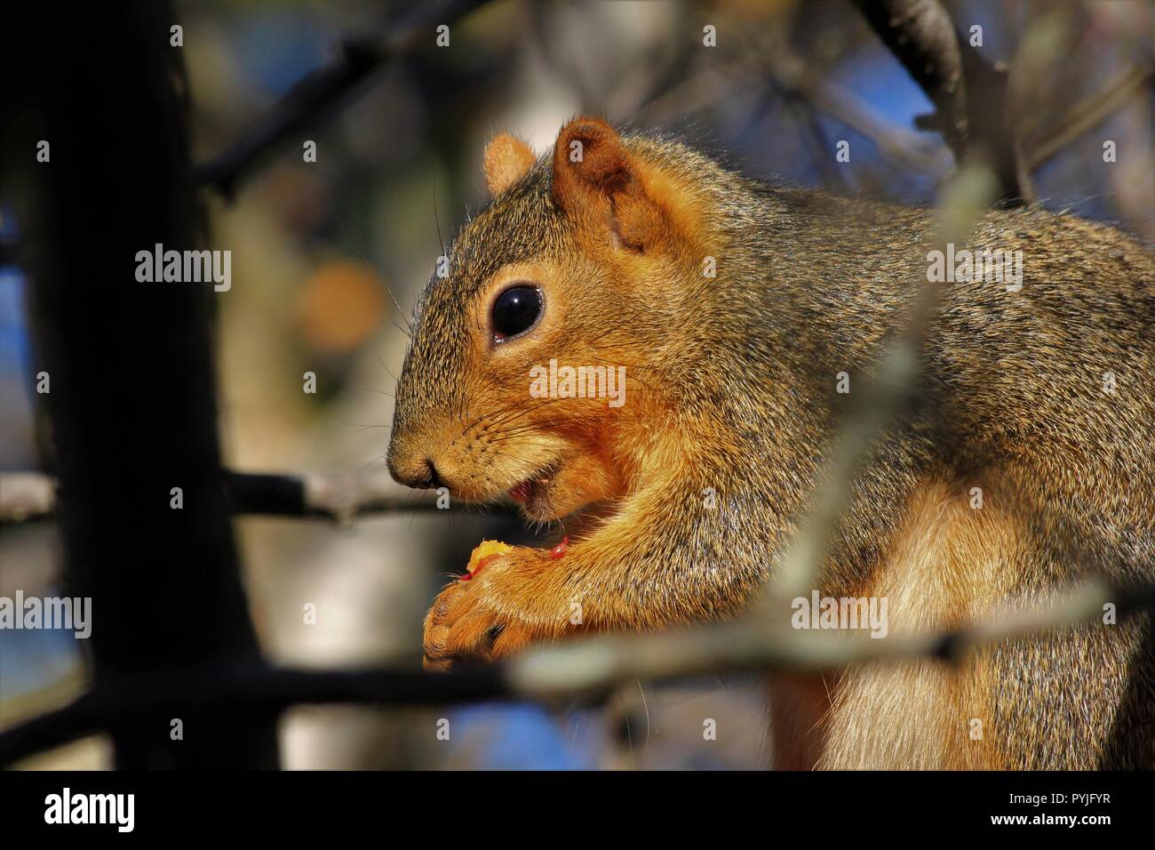 Black red squirrel hi-res stock photography and images - Alamy