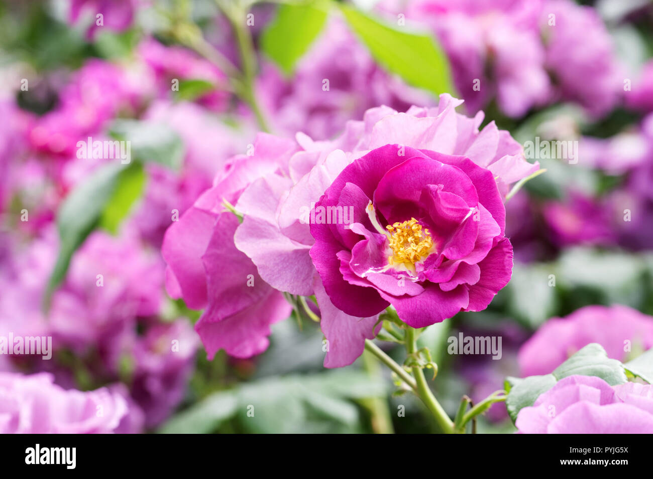 Rhapsody in blue hi-res stock photography and images - Alamy
