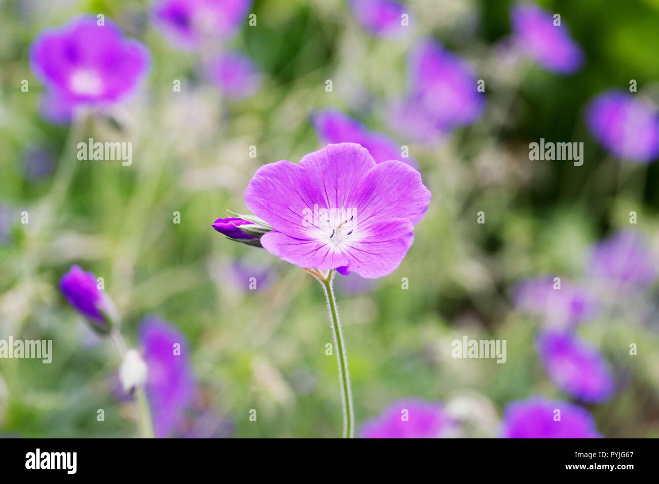 Geranium 'Orion' flowers Stock Photo - Alamy