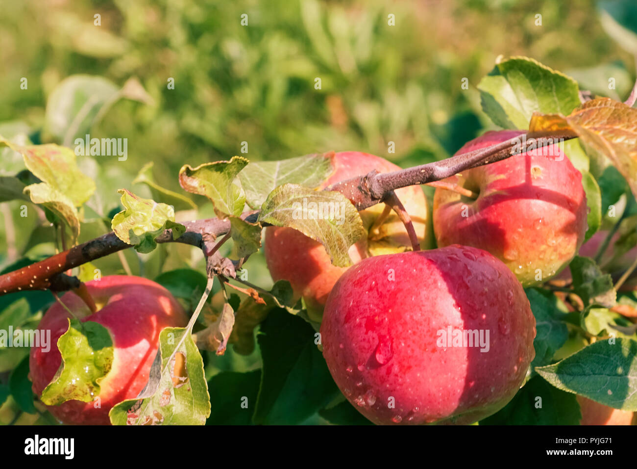 Growing apples on apple tree in a garden, natutal light Stock Photo - Alamy