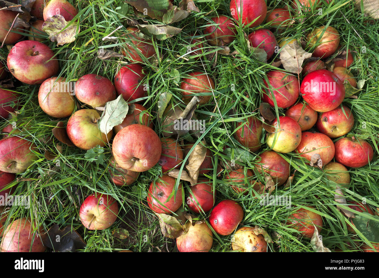 Cider apple orchard uk hi-res stock photography and images - Alamy
