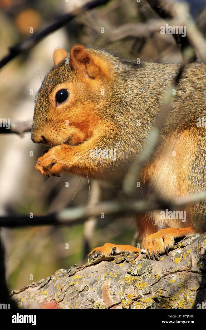 Fox tail hi-res stock photography and images - Alamy