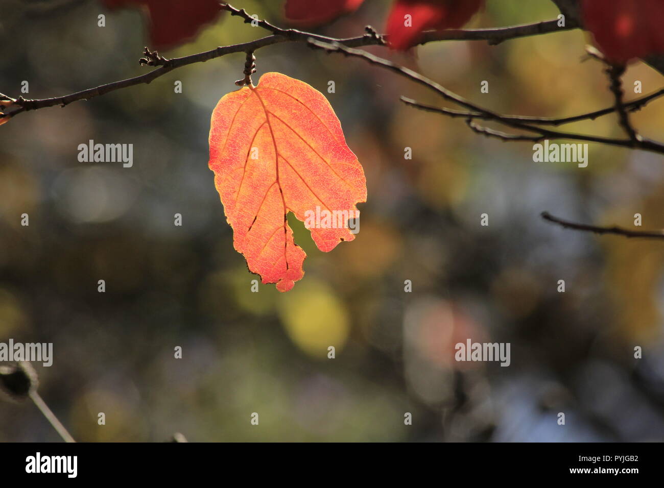 Fall Leaves shot closeup on a Tree limb Stock Photo - Alamy